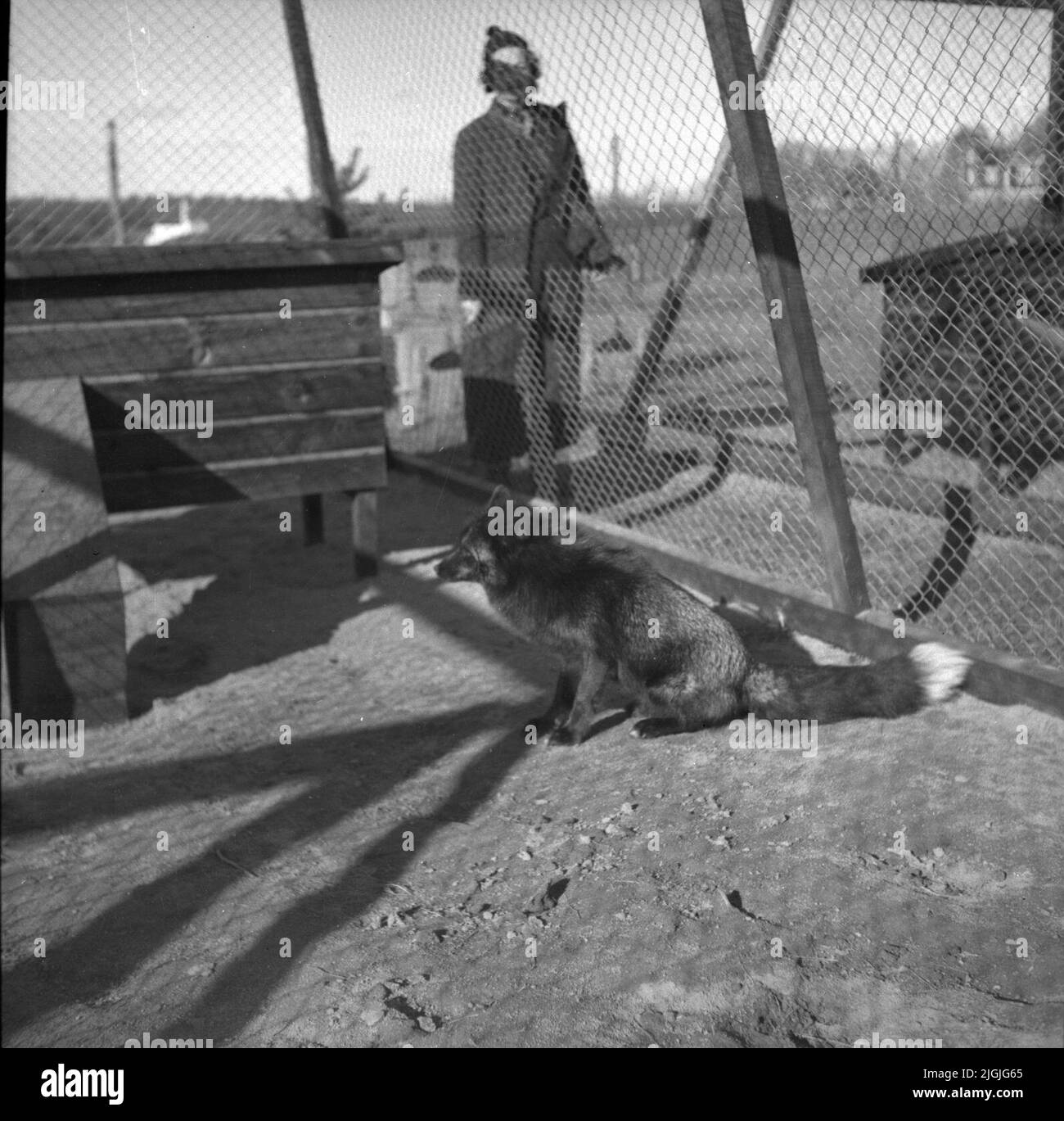 Fox farm, unknown place Stock Photo - Alamy