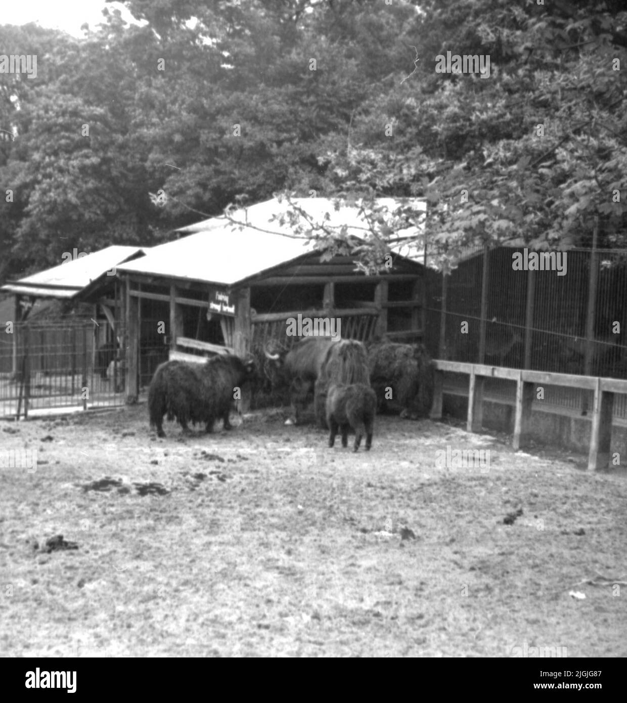 Bison oxen at the zoo, unknown place Stock Photo - Alamy
