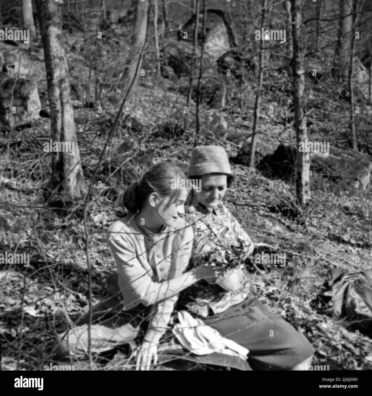 View in place forest Black and White Stock Photos & Images - Alamy