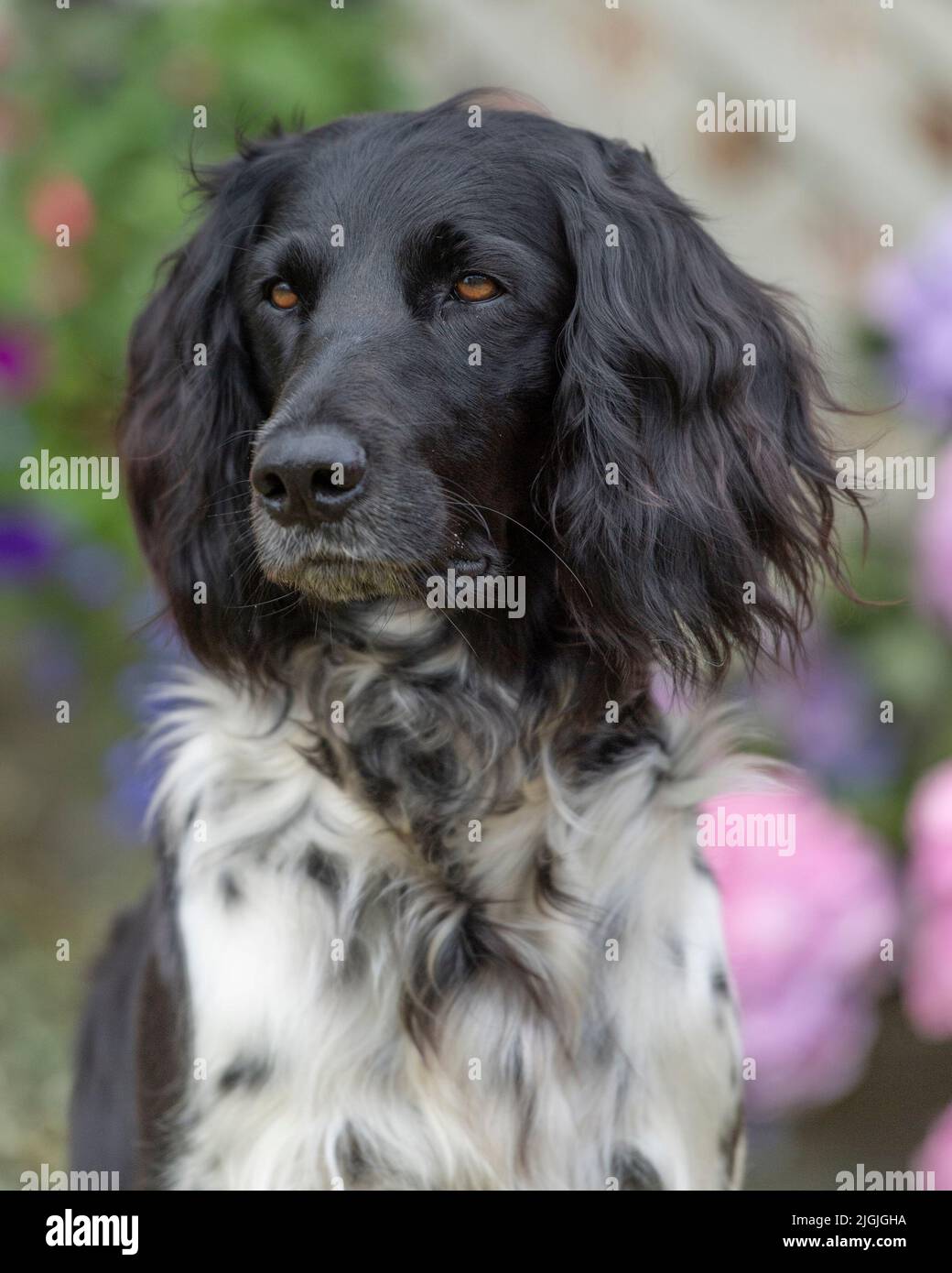 Large Munsterlander dog Stock Photo - Alamy