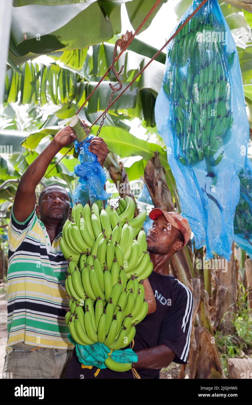 Jamaica Harvesting Bananas In The Plantation Of Jamaica Producers Group