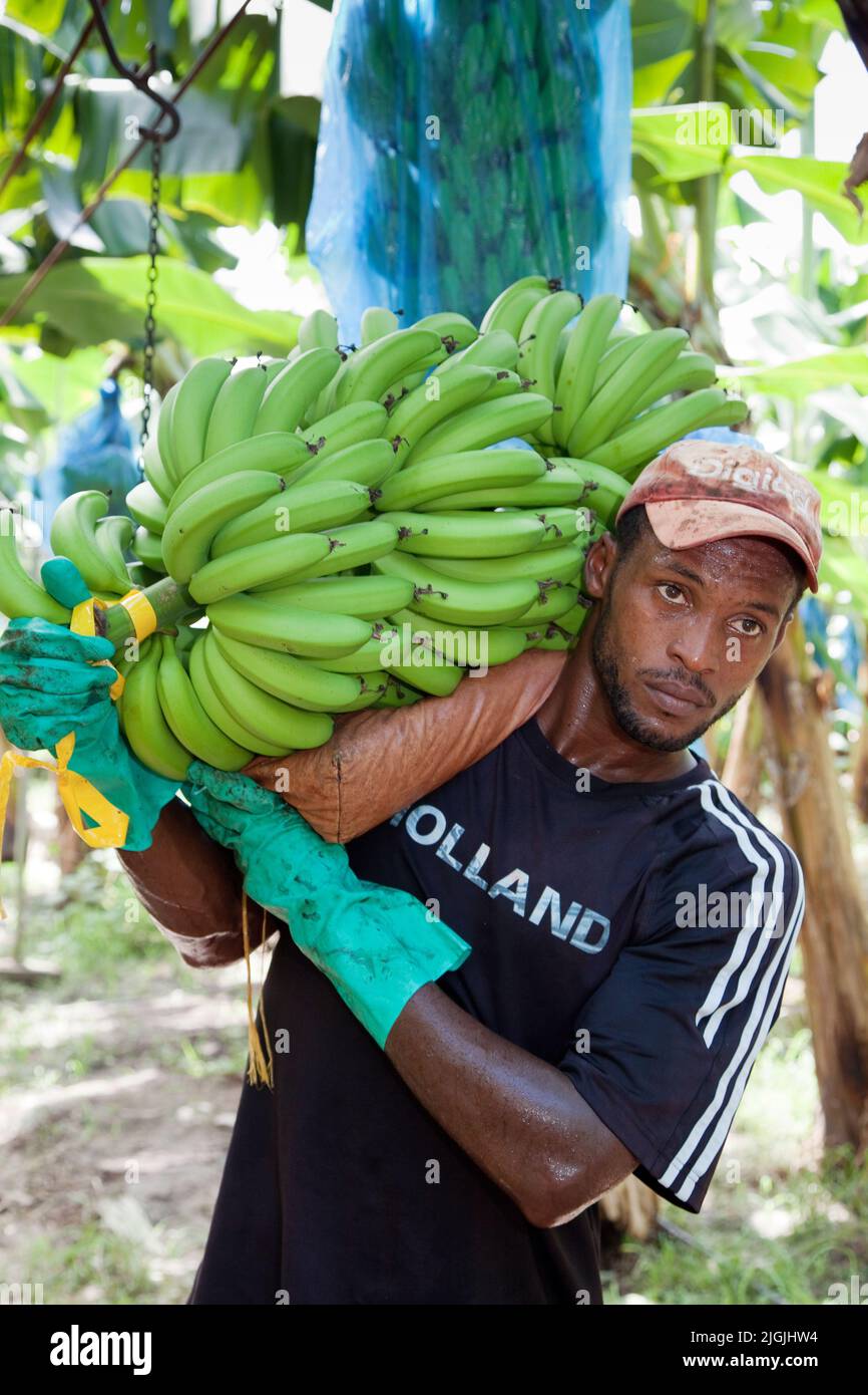 Jamaica,harvesting bananas in the plantation of Jamaica Producers Group ...