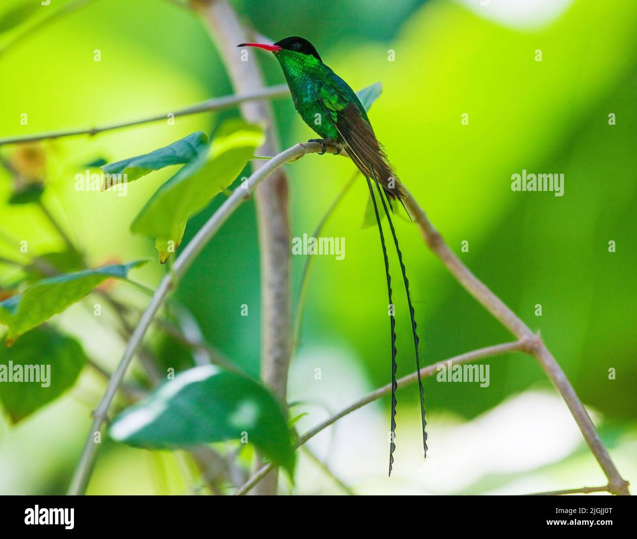 Jamaica, Ocho Rios, A so called Doctor Bird (red-billed streamertail or ...