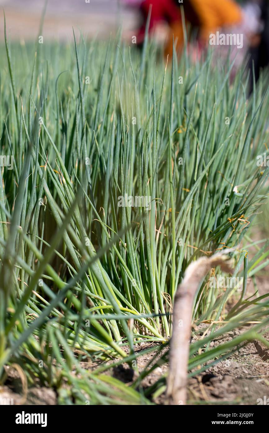 Scallion spring onion field hi-res stock photography and images - Alamy