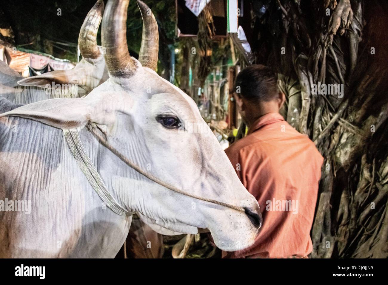 Eid ul adha bangladesh hi-res stock photography and images - Alamy