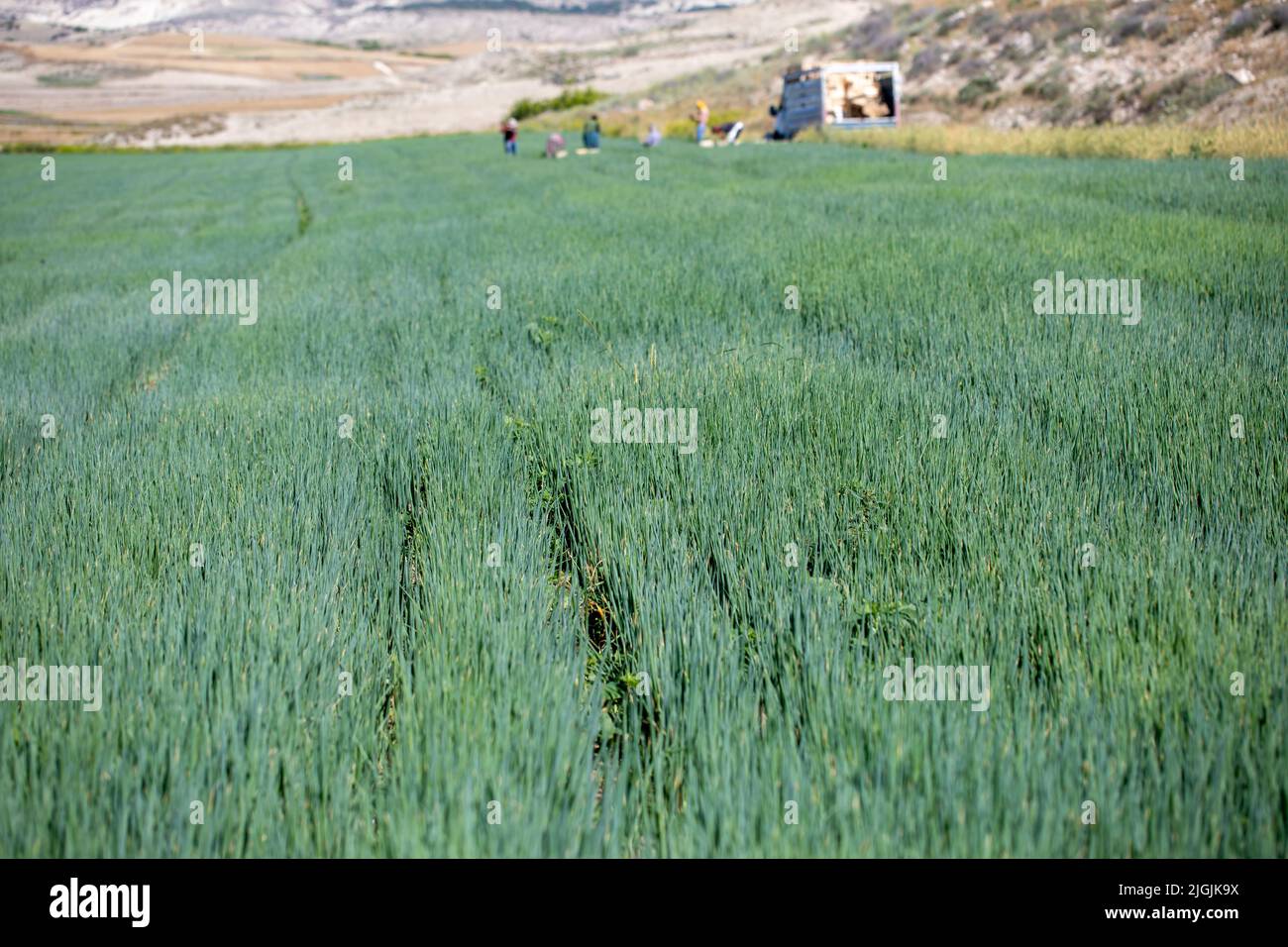 Green onion, scallion is grown in agriculture garden Stock Photo - Alamy