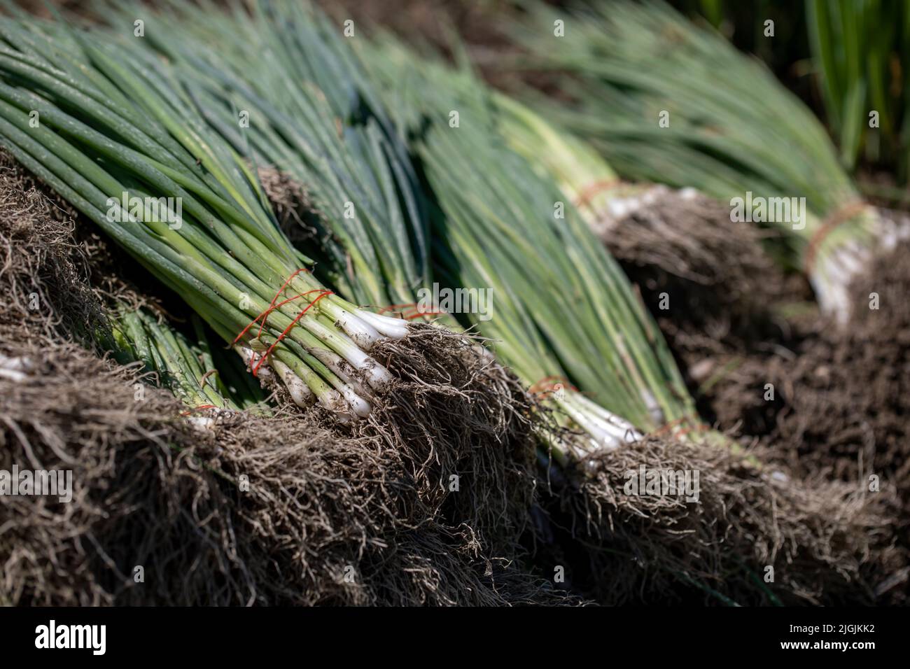 Green onion, scallion is grown in agriculture garden Stock Photo - Alamy