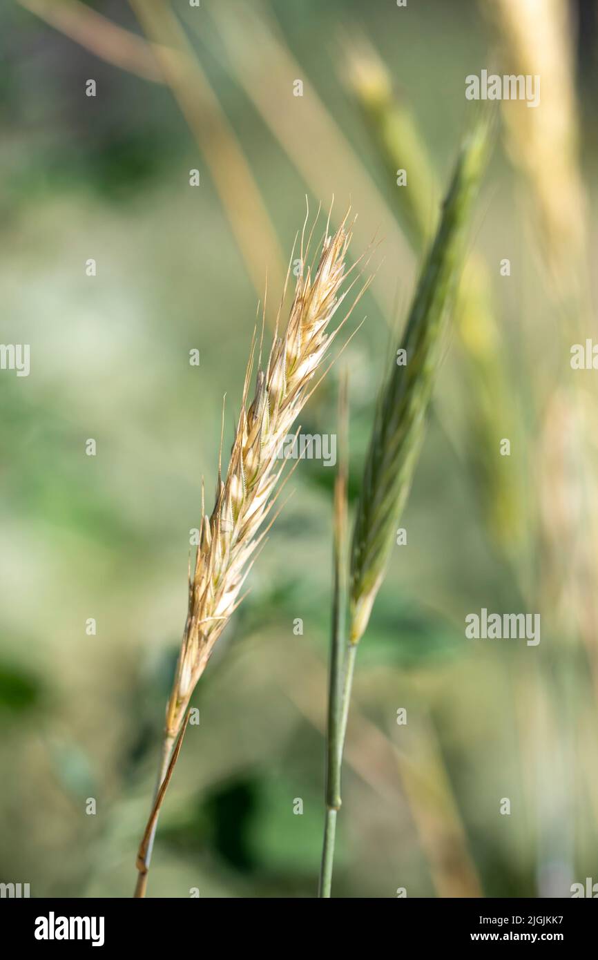 Swaying bright golden grass hi-res stock photography and images - Alamy