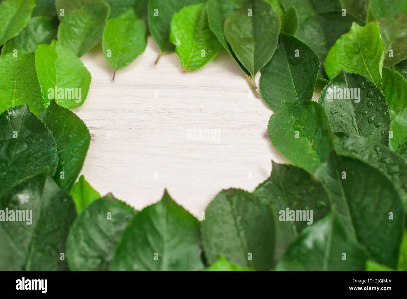 Green frame hi-res stock photography and images - Alamy