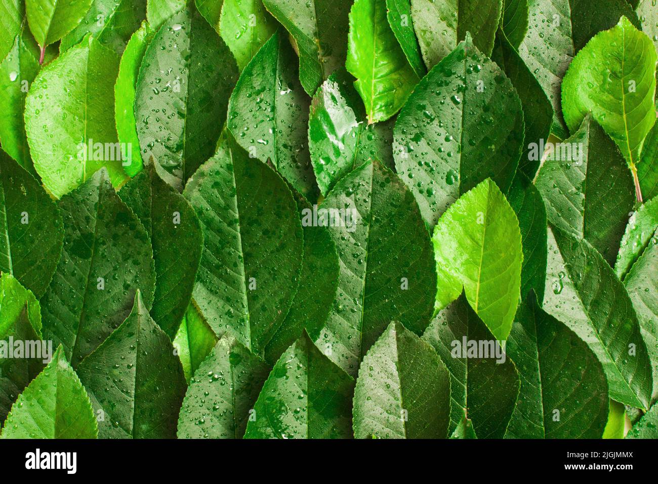 Fresh wet green foliage background Stock Photo - Alamy