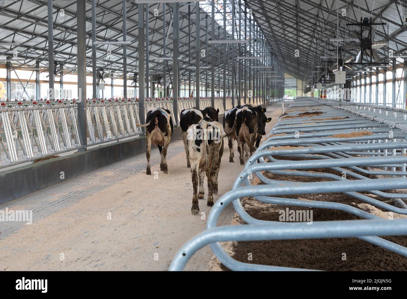 free-roaming cows on a dairy farm Stock Photo - Alamy