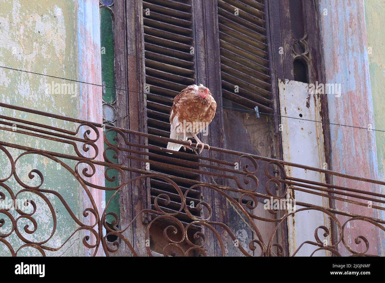 Chicken on an old balcony in Havana, Cuba Stock Photo - Alamy