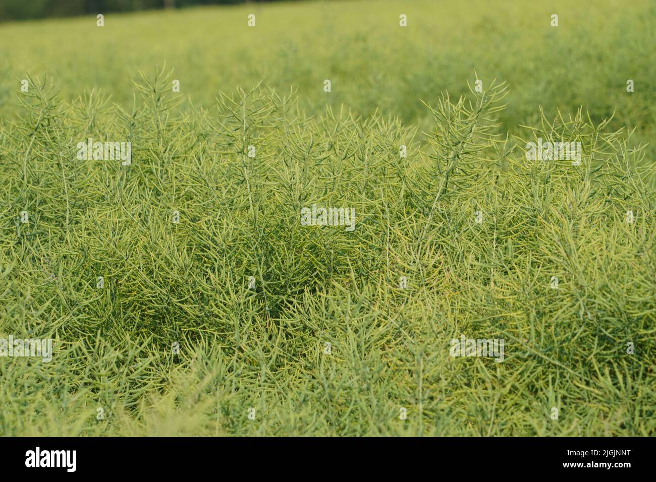 High vegetation hi-res stock photography and images - Alamy