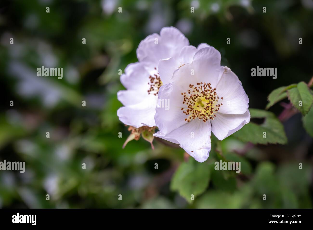 Field rose hi-res stock photography and images - Alamy