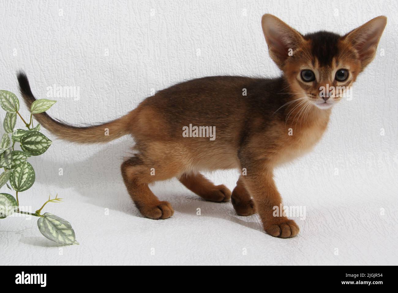 Red Abyssinian Kitten
