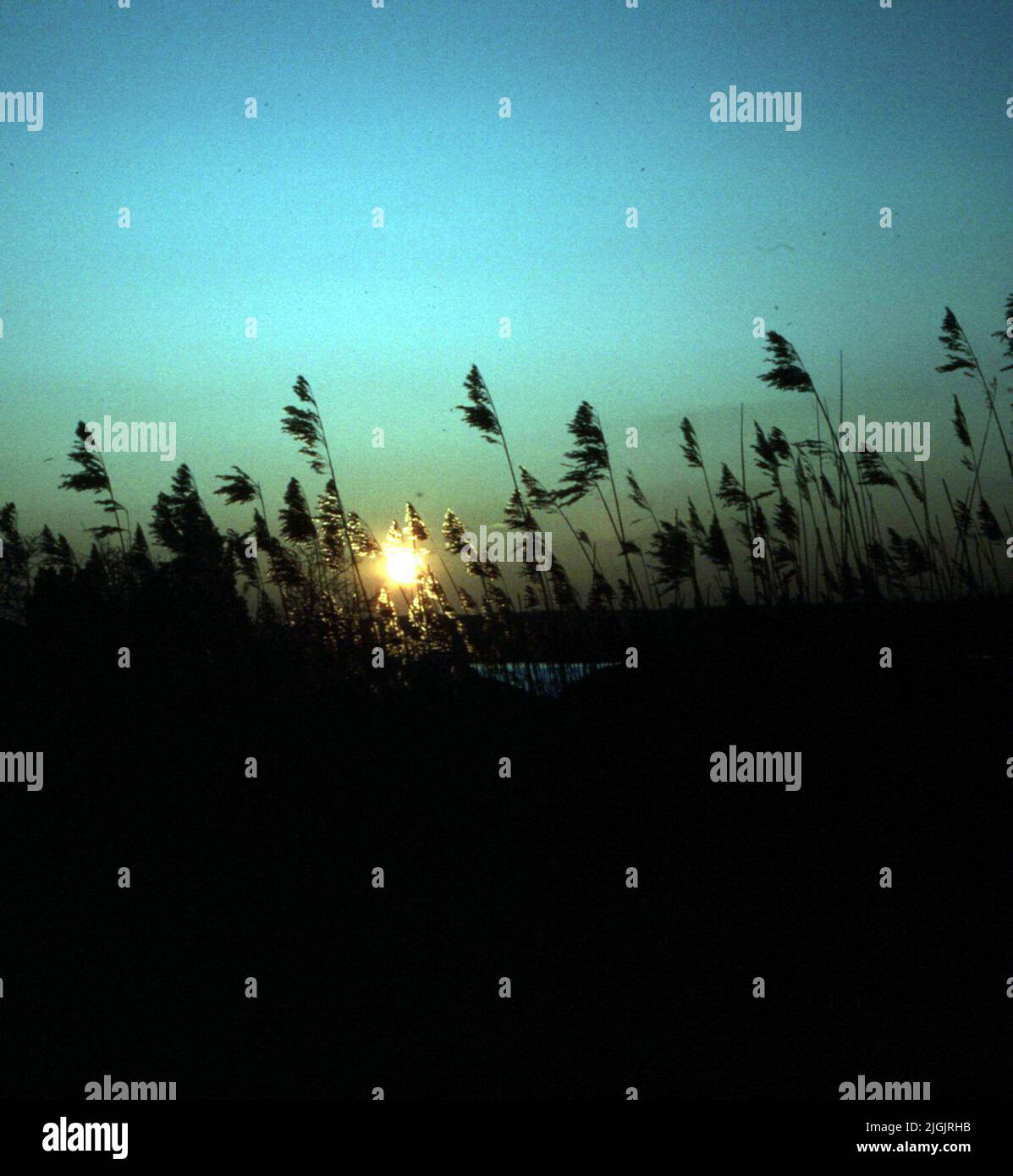 Sunset seen through reed Stock Photo - Alamy