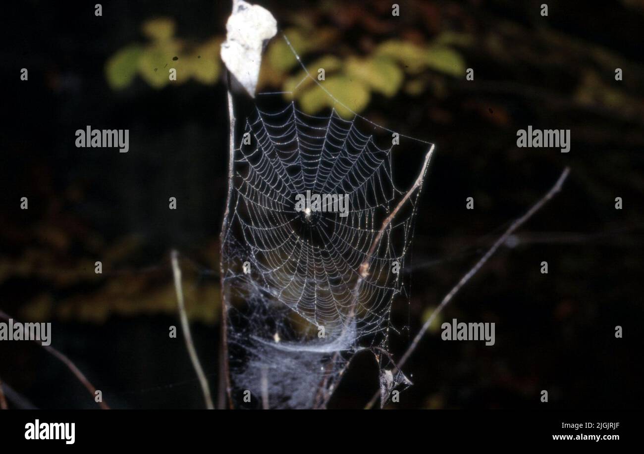 Spider with its spider web Stock Photo - Alamy