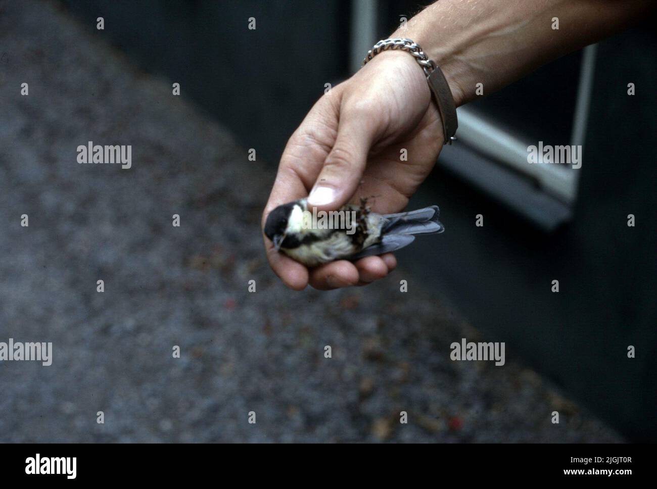 Sebum hi-res stock photography and images - Alamy