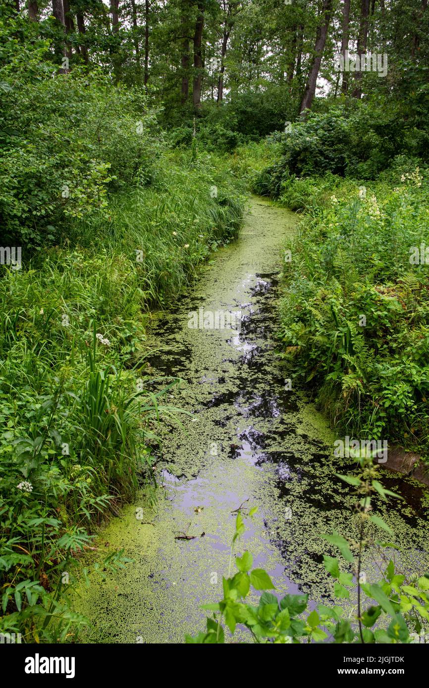 A stream overgrown with duckweed and grass in a dense, inaccessible ...