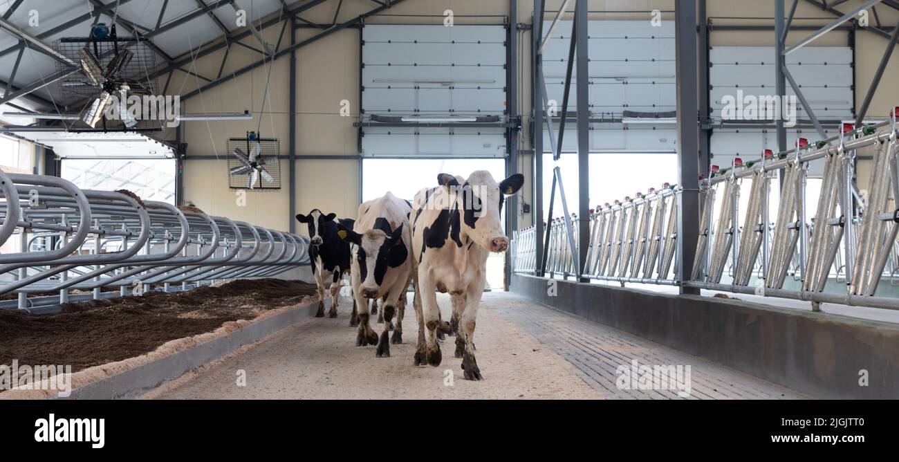 high-yielding dairy cows move in for the first time on a new modern cow ...
