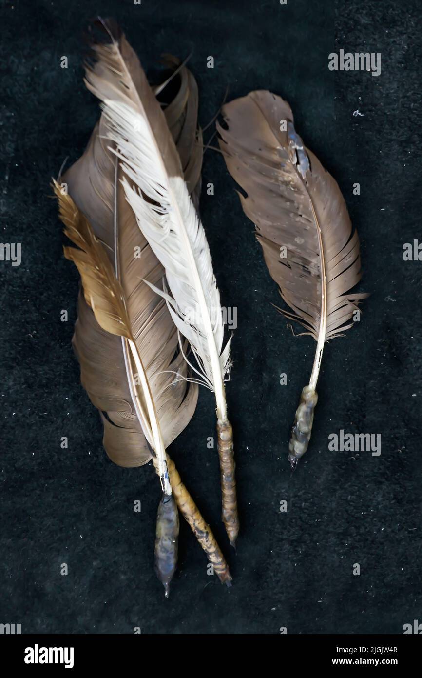 Quills of writing isolated on black Stock Photo - Alamy