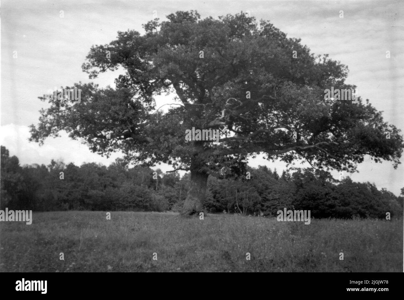 Mark Oak on Augerum's farm's property (at the late old place of ...