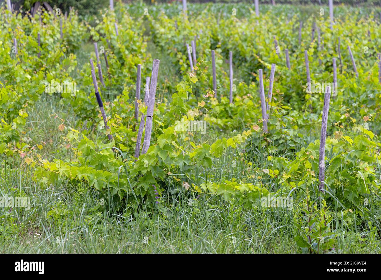 Day agriculture hi-res stock photography and images - Alamy