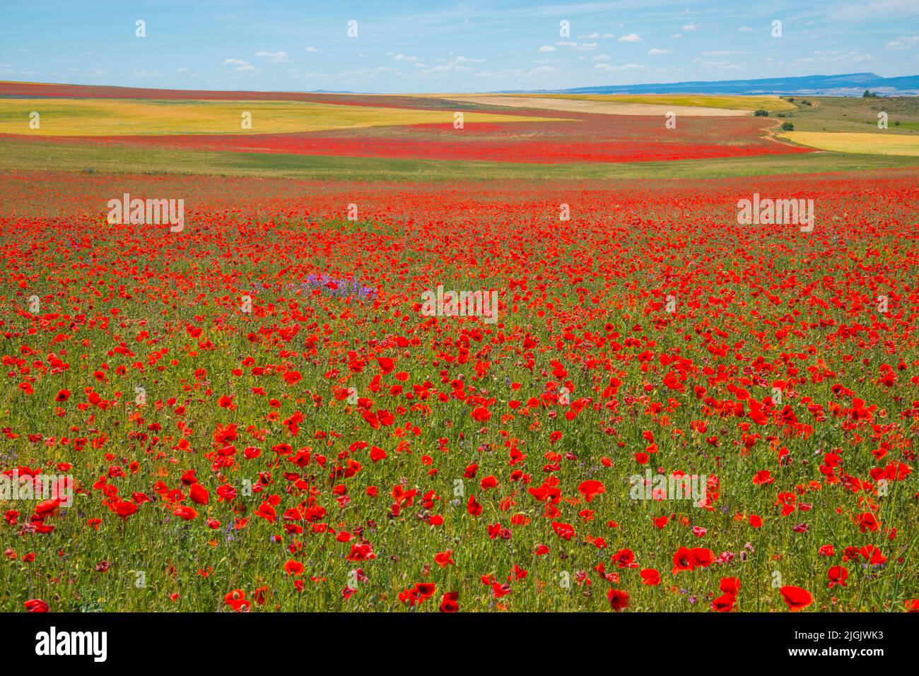 Poppies countryside spain hi-res stock photography and images - Alamy