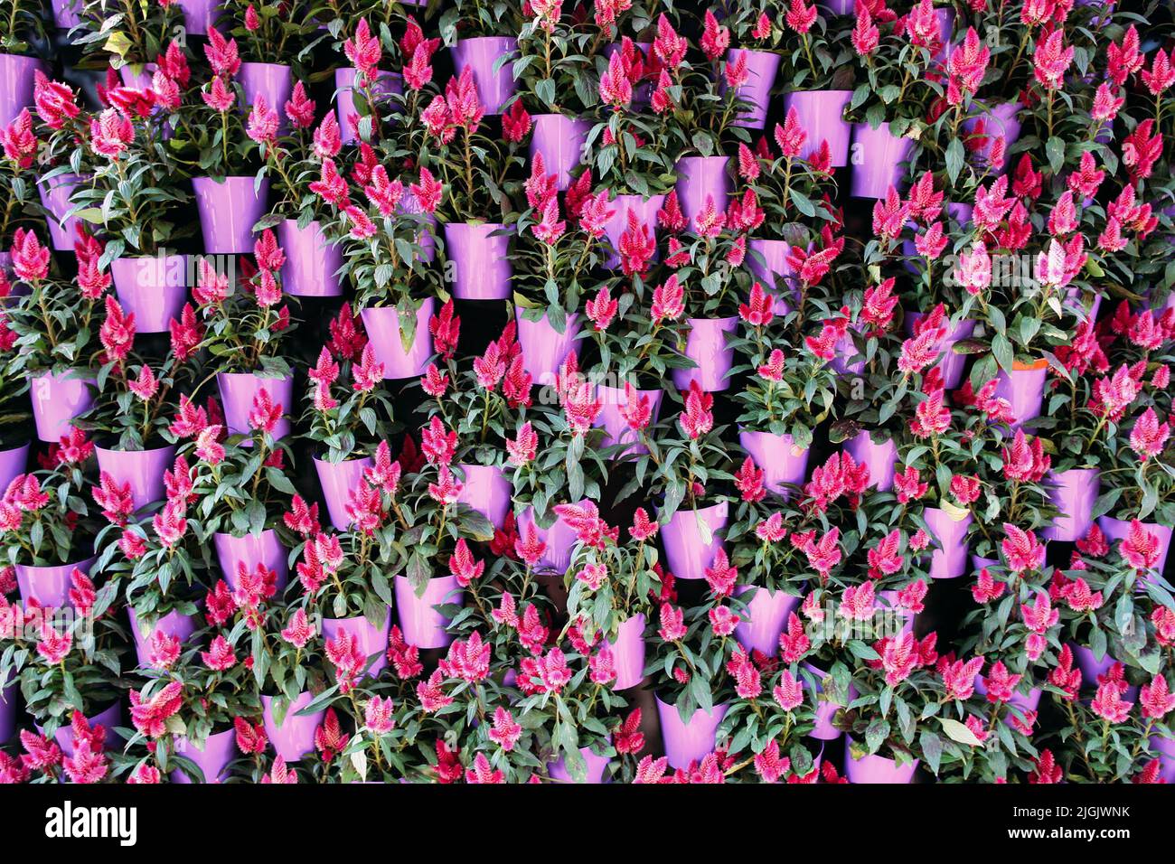 Beautiful pink flowers in pots background Stock Photo - Alamy