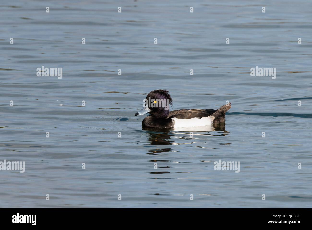 Mai po bird hi-res stock photography and images - Alamy