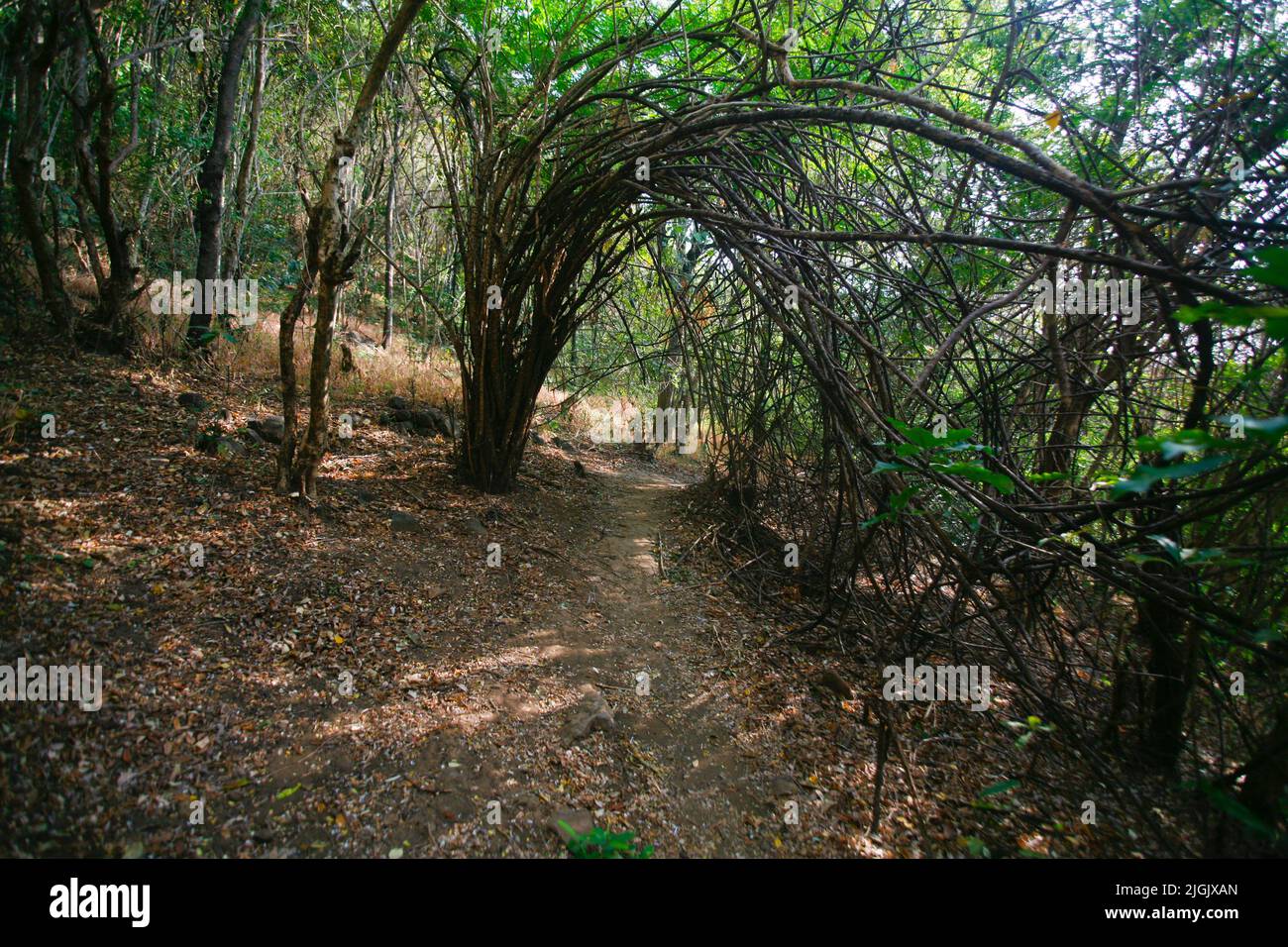 Footpath in jungle hi-res stock photography and images - Alamy