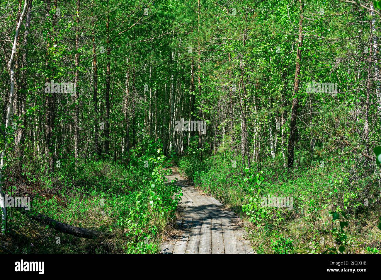 wooden pathway through the wooded bog, ecological trail in the nature ...