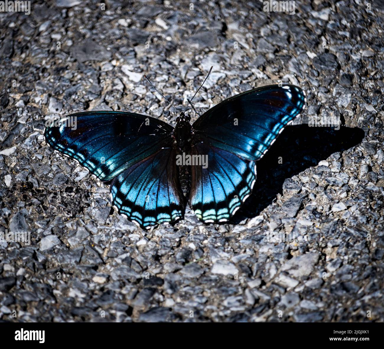 Purple spotted swallowtail hi-res stock photography and images - Alamy