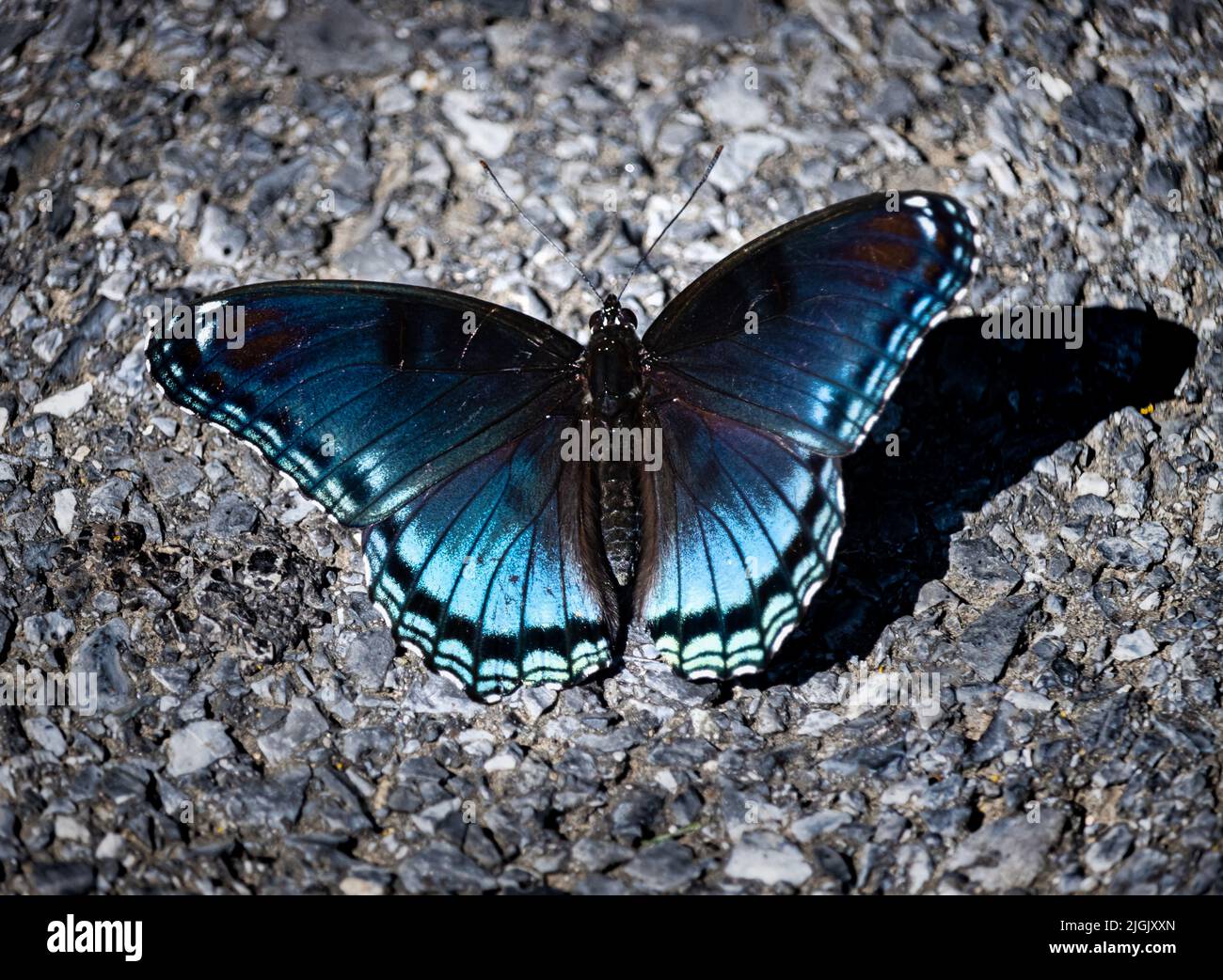 Purple spotted swallowtail hi-res stock photography and images - Alamy