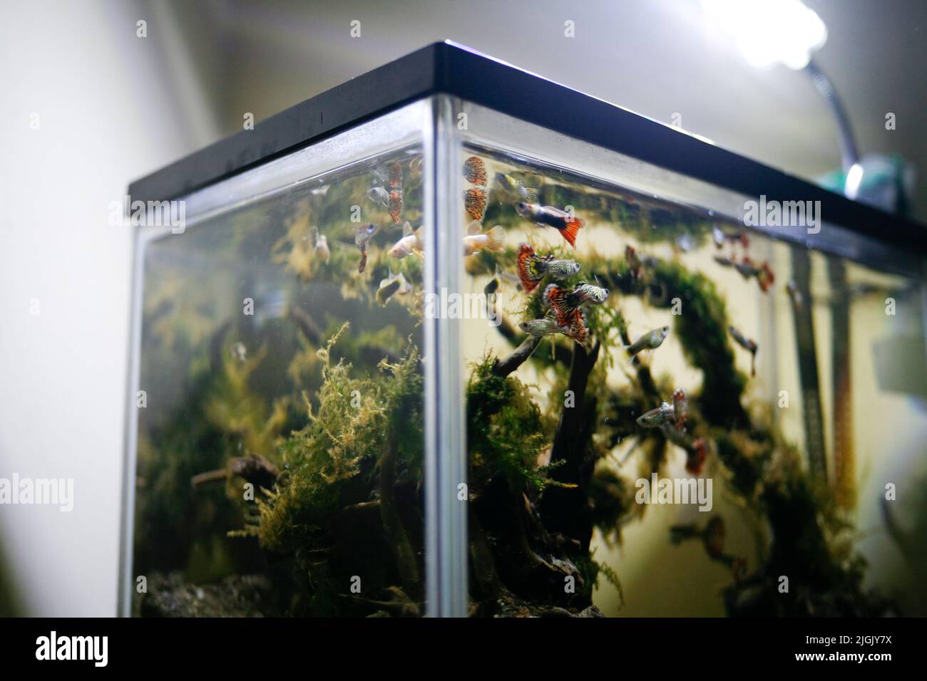 Small fishes in aquarium Stock Photo - Alamy