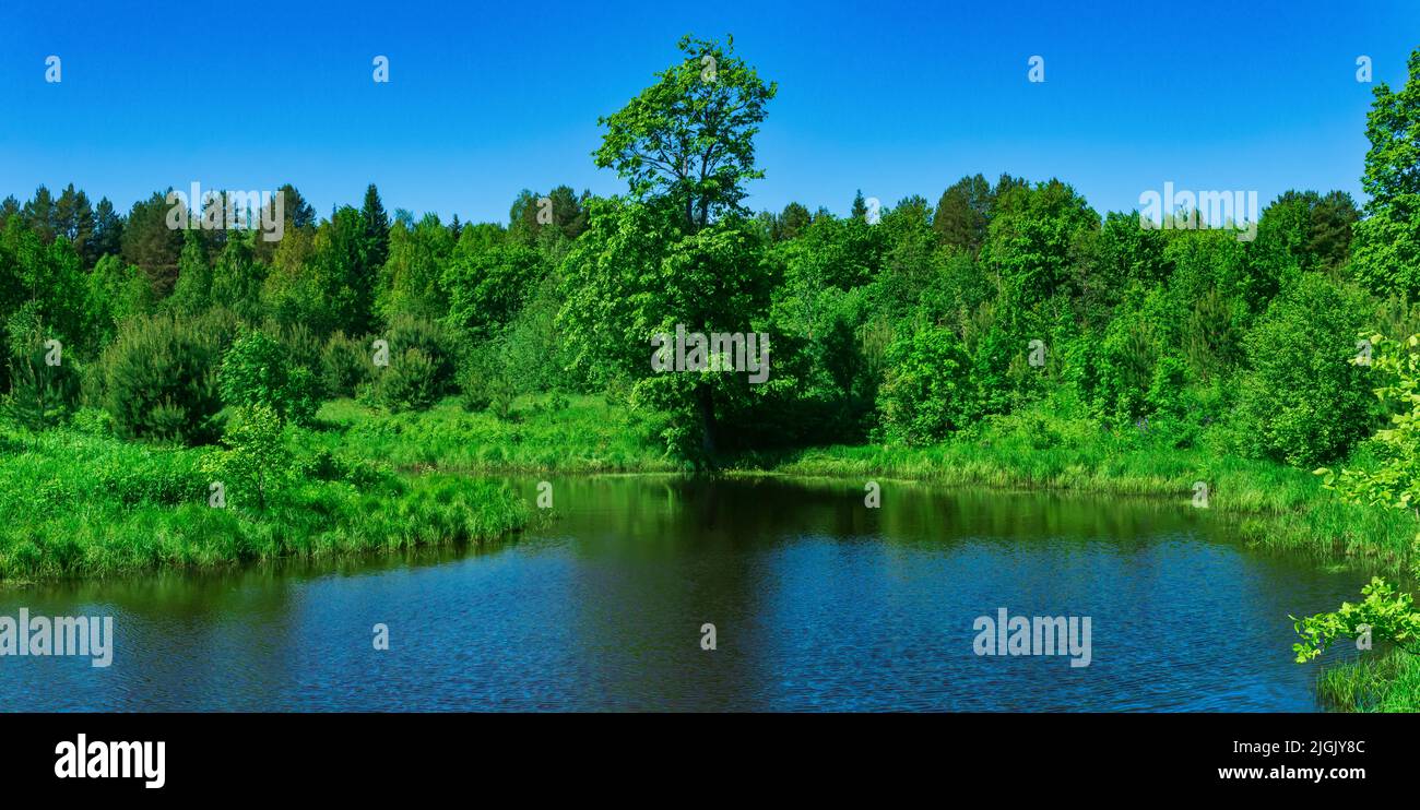 Shady linden tree hi-res stock photography and images - Alamy