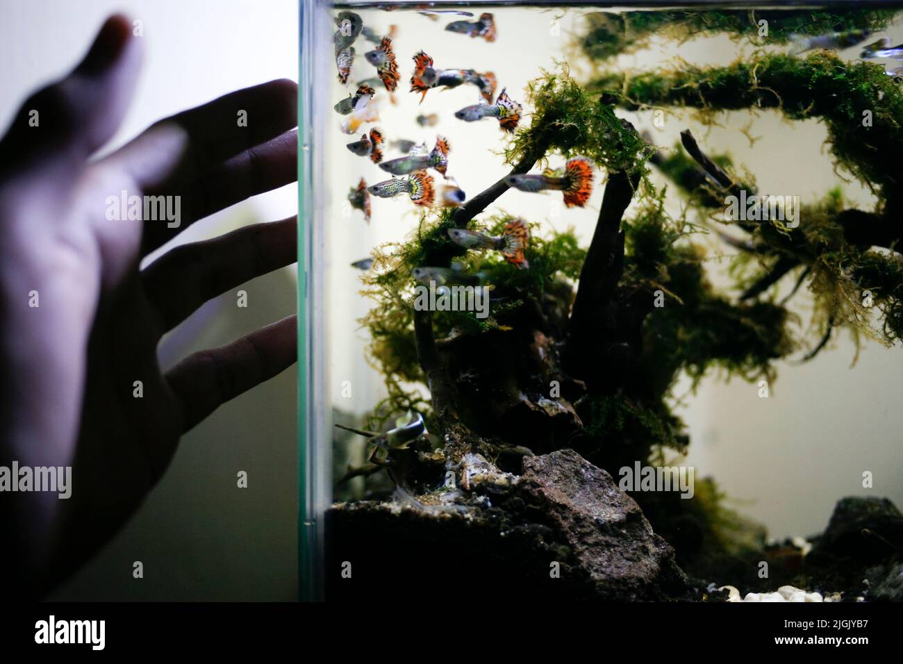 Hand holding and playing with small fish in aquarium Stock Photo - Alamy