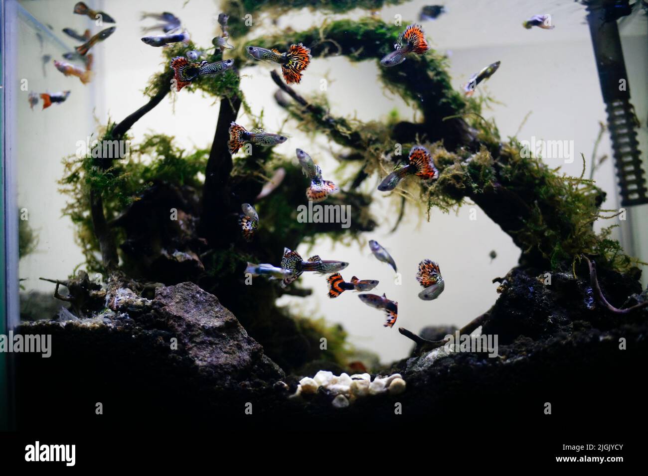 Guppy fish hi-res stock photography and images - Alamy