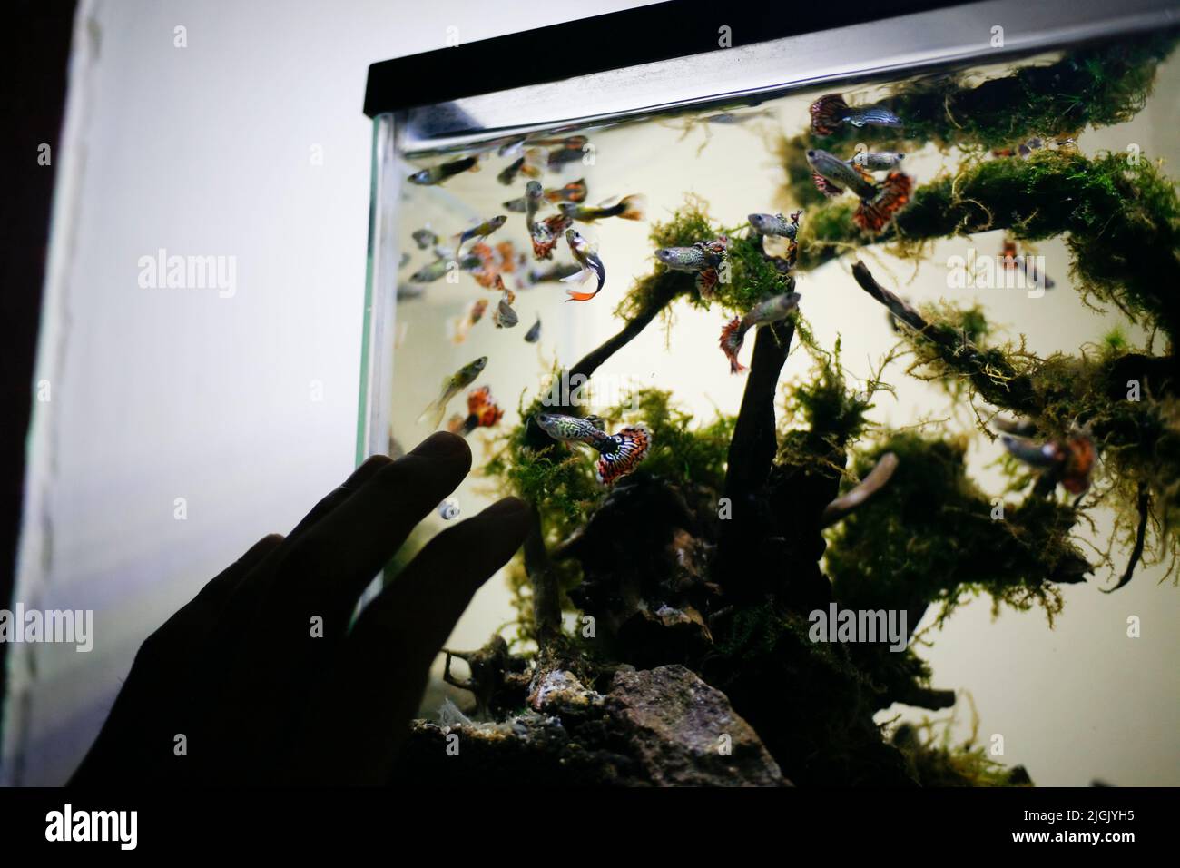Aquarium fish display hi-res stock photography and images - Alamy