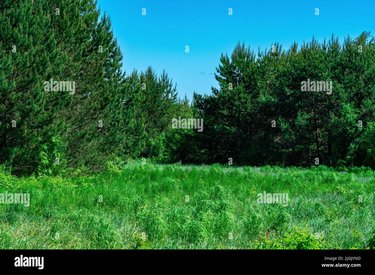 Temperate forest edge spring hi-res stock photography and images - Alamy