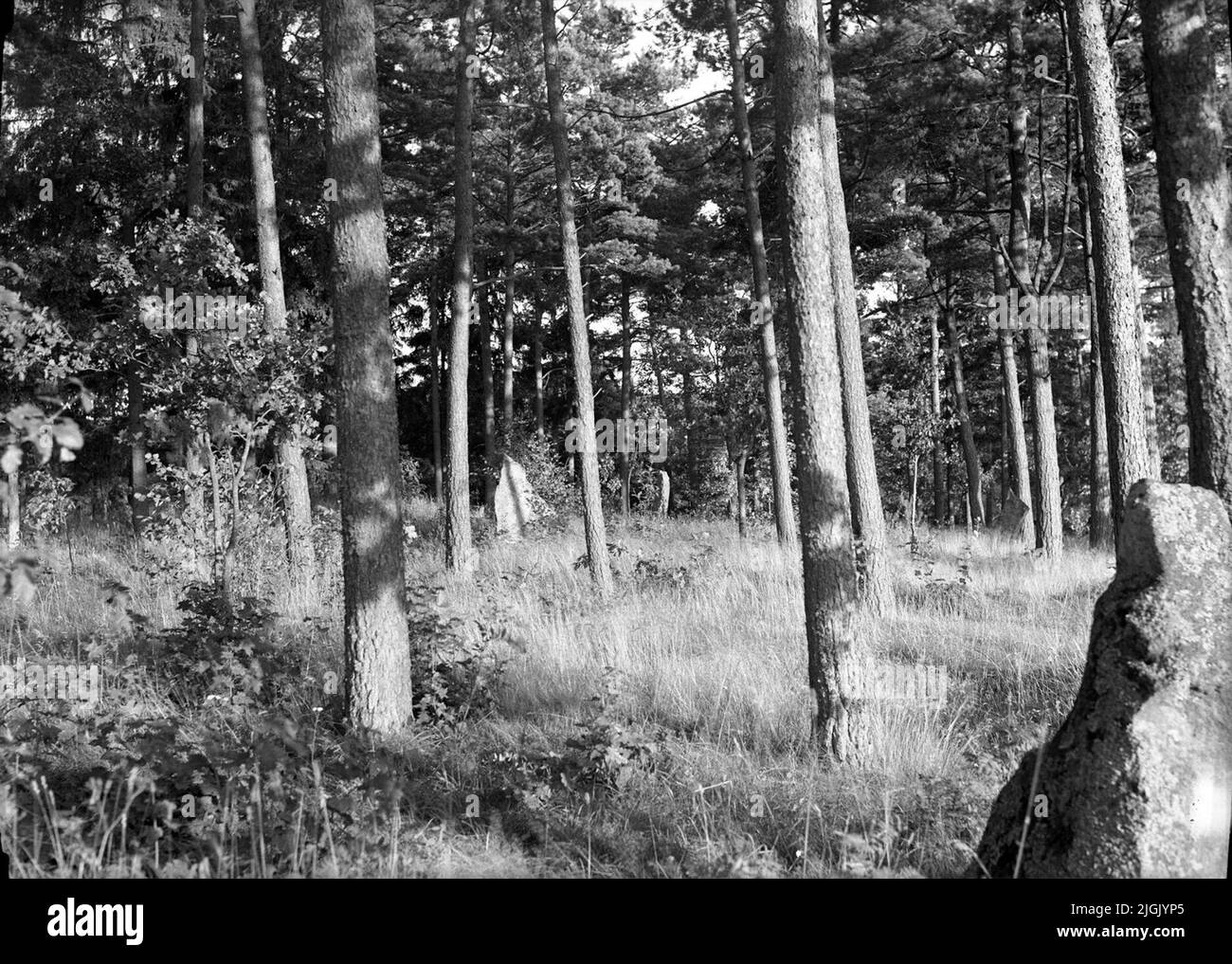 Arkeologi Grave field in Vedeby, Augerum parish Stock Photo - Alamy