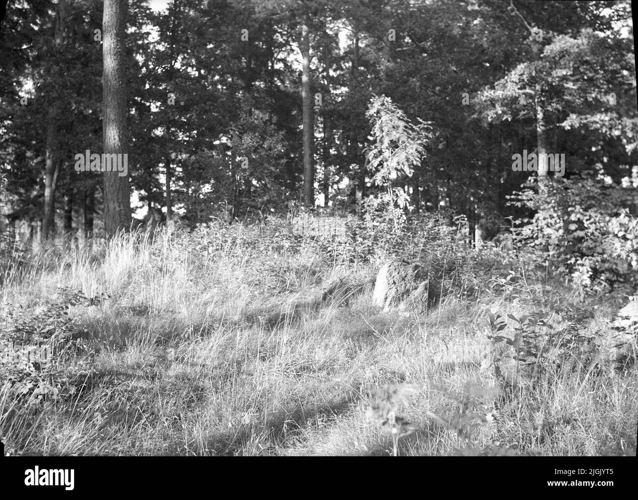 Arkeologi Grave field in Vedeby, Augerum parish Stock Photo - Alamy