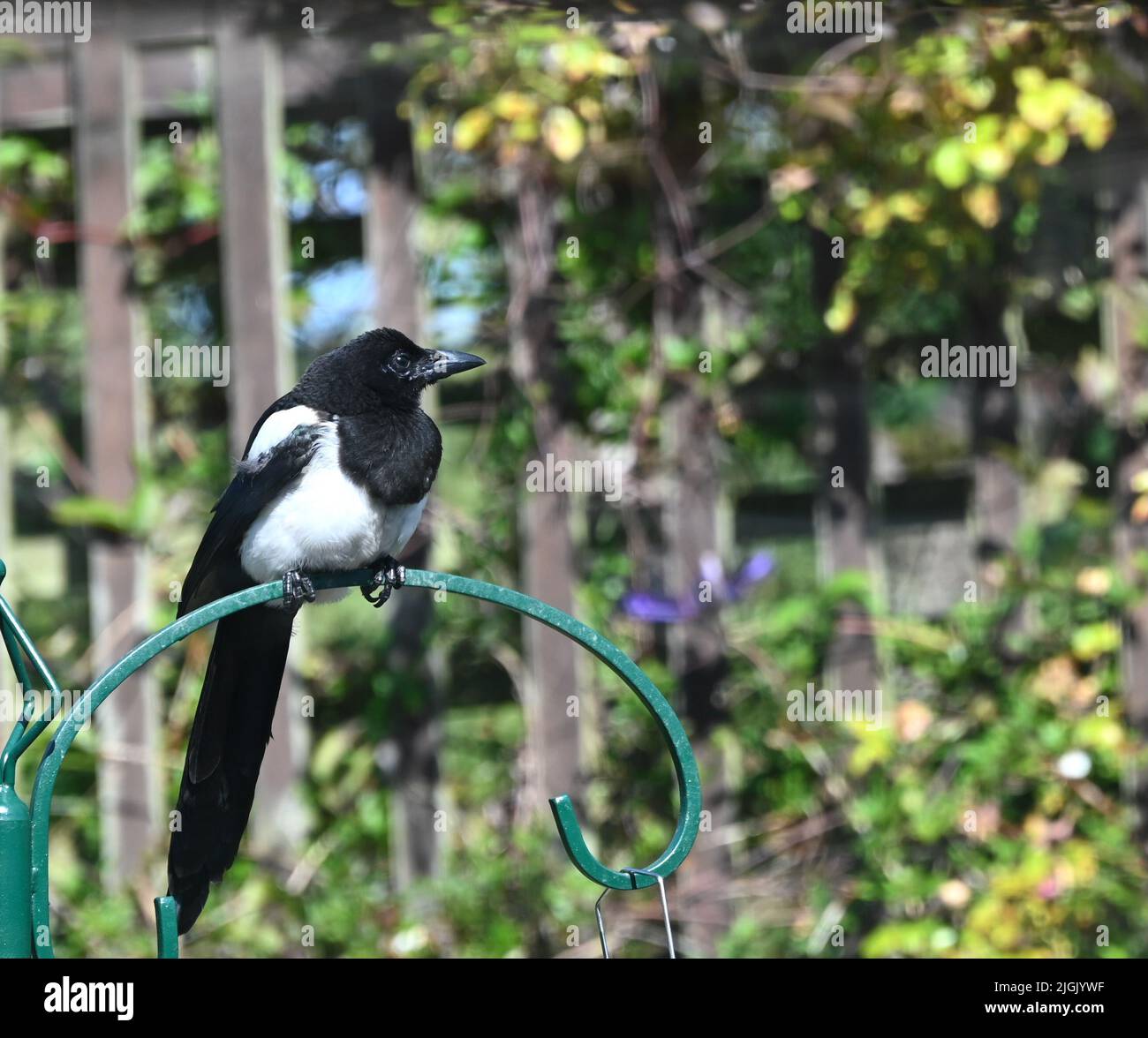 A magpie perches on a bird feeder Stock Photo - Alamy