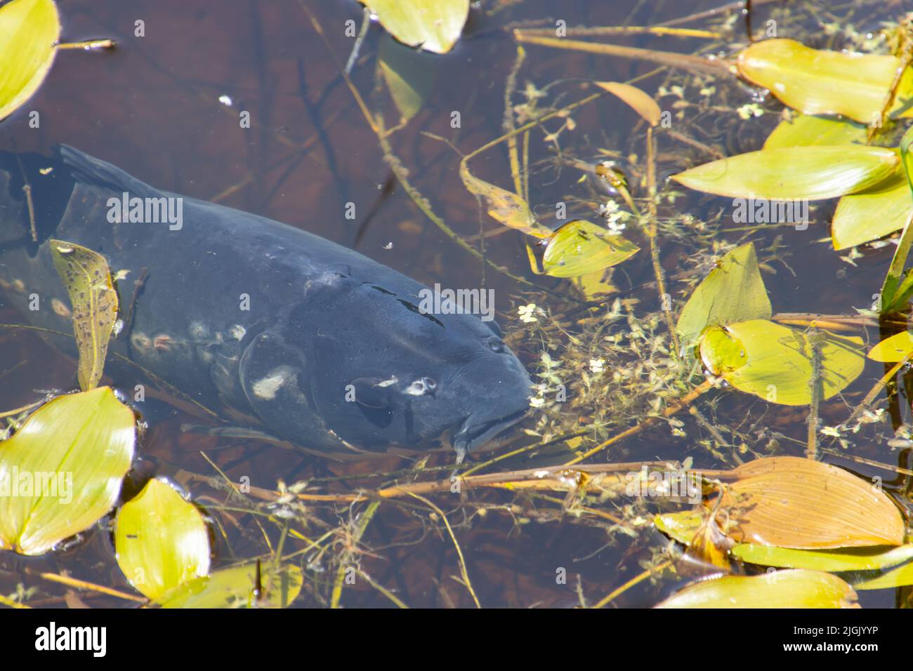 Carp in a pond covered with plants Stock Photo - Alamy