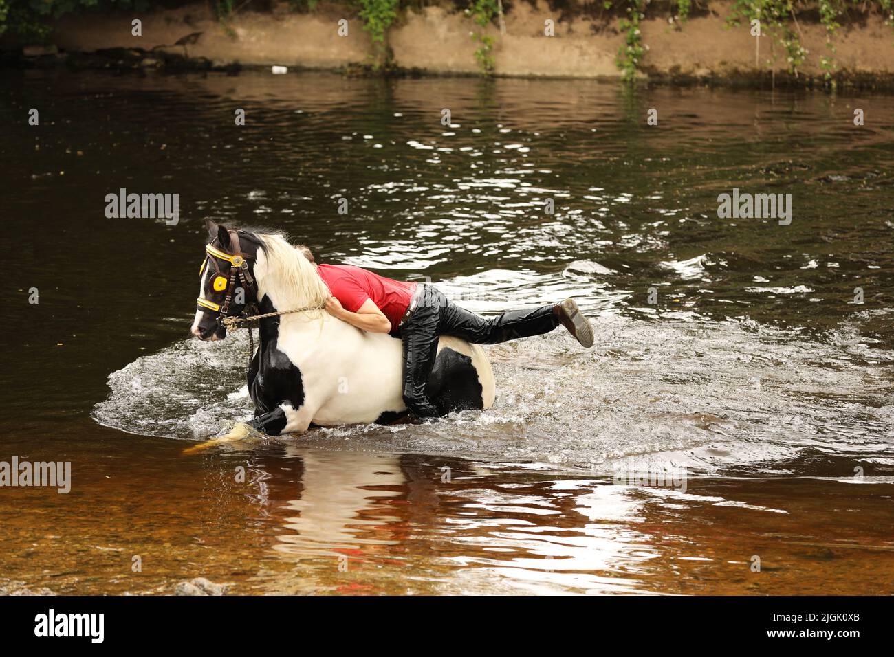 A young adult male riding his horse through the River Eden, Appleby ...