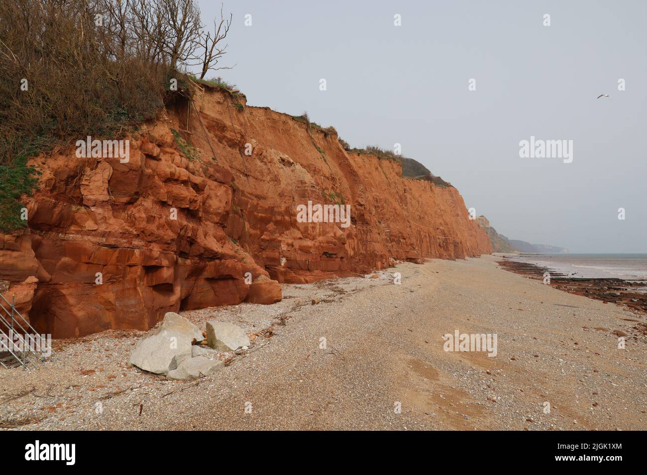 The red Jurassic cliffs at the eastern end of Sidmouth Esplanade. Due ...