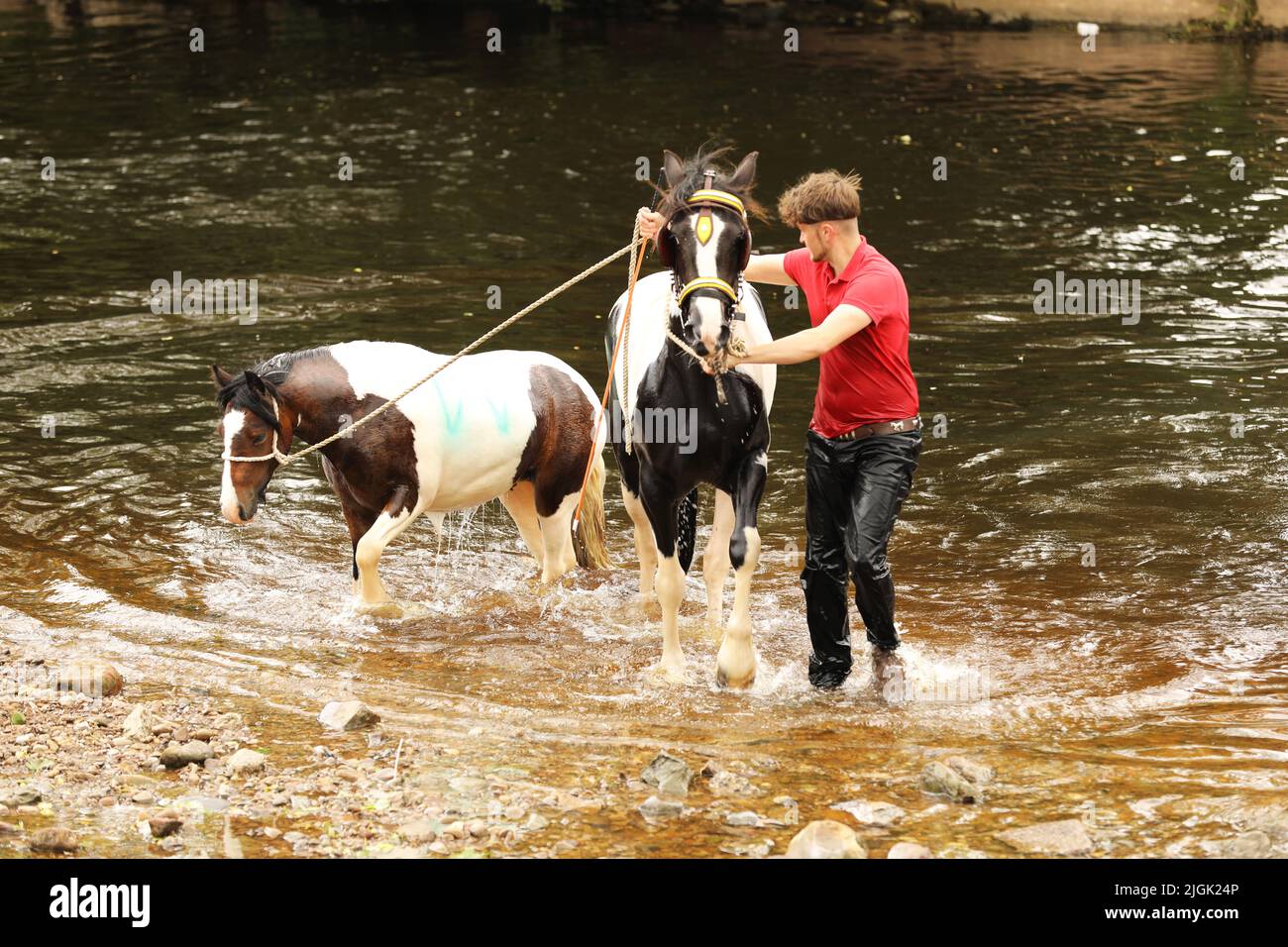 A young adult male leading a coloured horse and pony out of the River ...