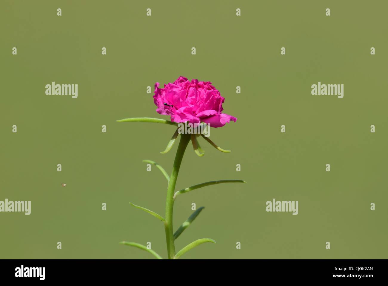 Closeup of single isolate Portulaca grandiflora flowers also known a ...