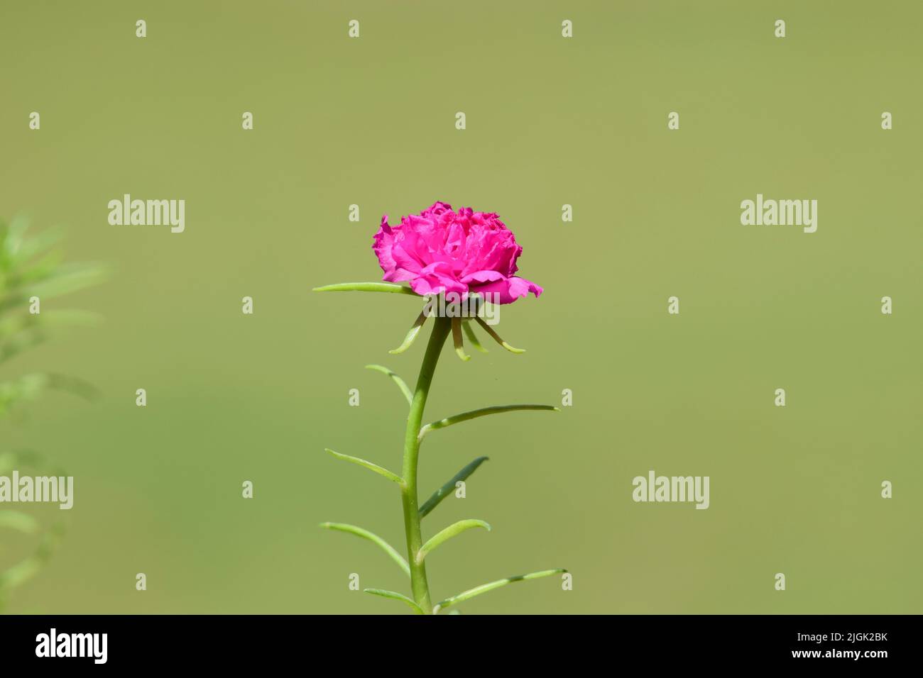 Closeup of single isolate Portulaca grandiflora flowers also known a ...