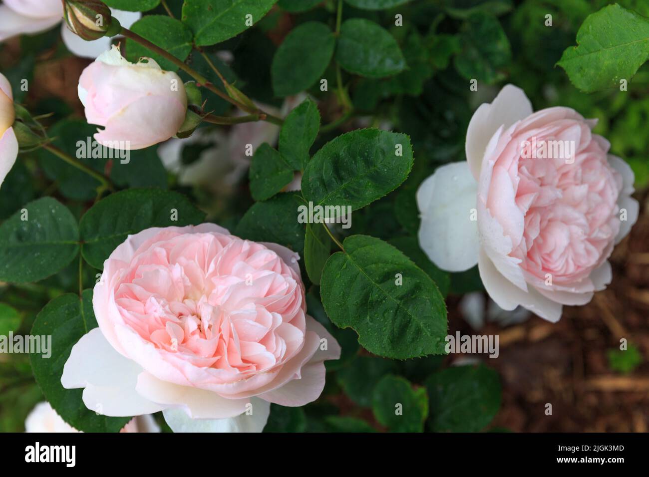 Pink rose Gentle Hermione in summer garden, sunny day Stock Photo - Alamy